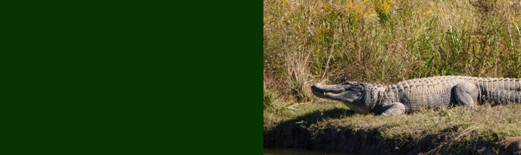 Louisiana-Alligator-hatchery-and-farm - Golden Ranch Farms