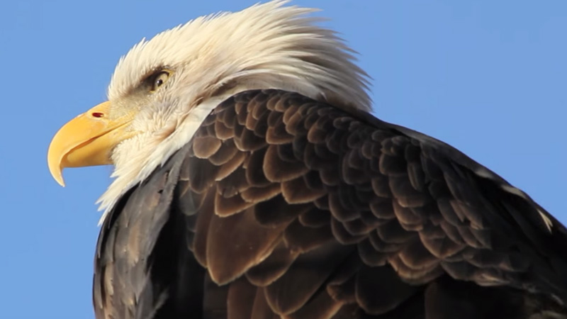 Louisiana's Largest Privately Owned Refuge - Golden Ranch Farms