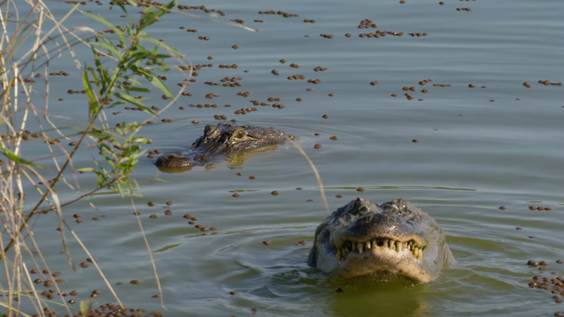 louisiana-alligator-hatchery - Golden Ranch Farms