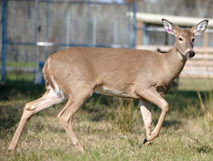 whitetail-deer-breeding - Golden Ranch Farms