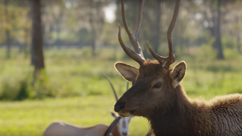 golden-ranch-wildlife-deer2 - Golden Ranch Farms