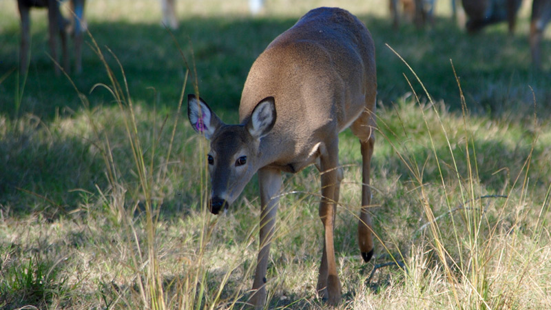 golden-ranch-wildlife-deer3 - Golden Ranch Farms